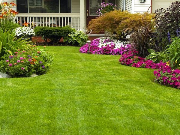 5 Essential Tips for Weed Control Every Homeowner Should Know